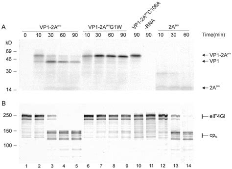 Kinetics Of Self Processing And Eif4gi Cleavage By Hrv2 2a Pro And 2a