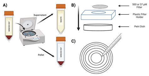Three Dimensional Culture Of Vascularized Thermogenic Adipose Tissue From Microvascular Fragments