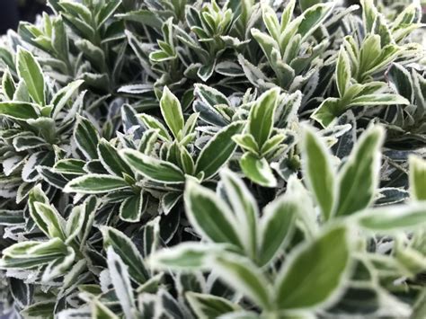 Euonymus Japonicus Microphyllus Albovariegatus Darcy And Everest