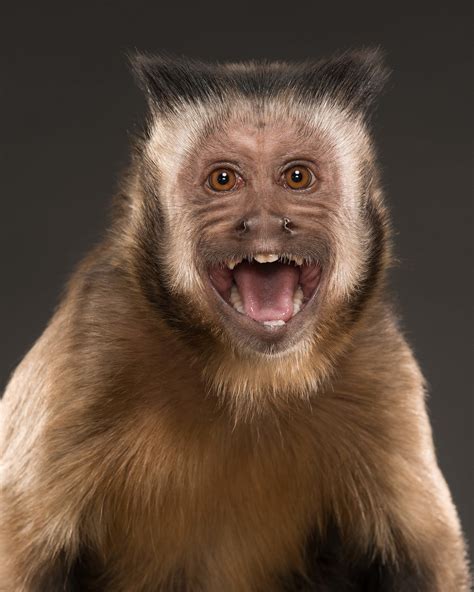 Five Monkeys Sarasota Photography Studio
