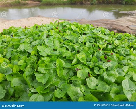 Macrotyloma Uniflorum Plant Stock Image Image Of Farming Bean