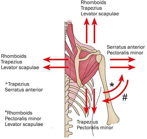 Snapping Scapula Syndrome Causes Symptoms Diagnosis Treatment
