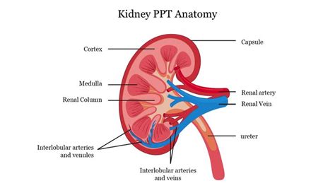Kidney Ppt Anatomy Template For Google Slides Presentation In