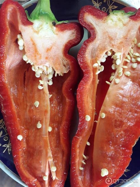 Отзыв о Семена Поиск перец сладкий Воловье ухо Кто любит длинный перец Воловье ухо для