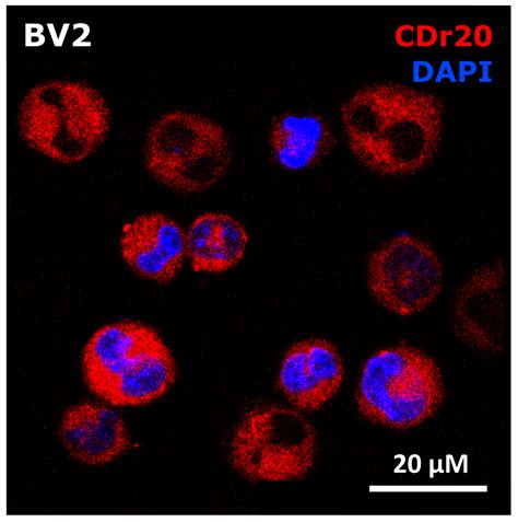 Cdr20 Microglia Stain Cas 1201643 01 7
