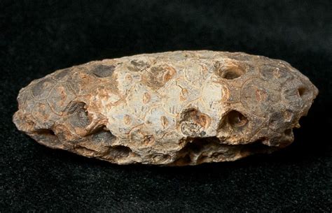 Agatized Fossil Pine Seed Cone From Morocco For Sale 17481