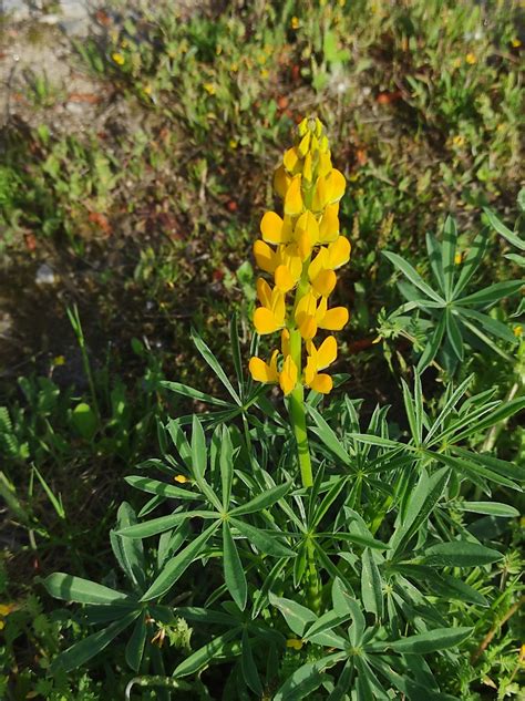 Lupinus Luteus L Biodiversidade