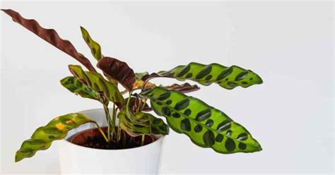 Why Are My Calatheas Leaves Turning Yellow Make House Cool