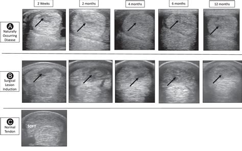 Figure 4 From Equine Models For The Investigation Of Mesenchymal Stem