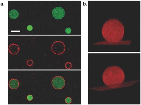 Asymmetric Hybrid Polymerlipid Giant Vesicles As Cell Membrane Mimics Peyret 2018