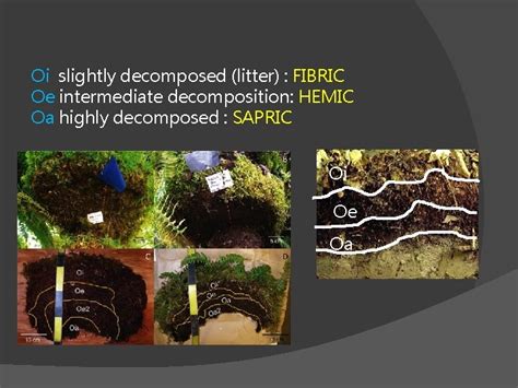 Soil Profile Soil Genetic Horizons Horizon Soil Layer
