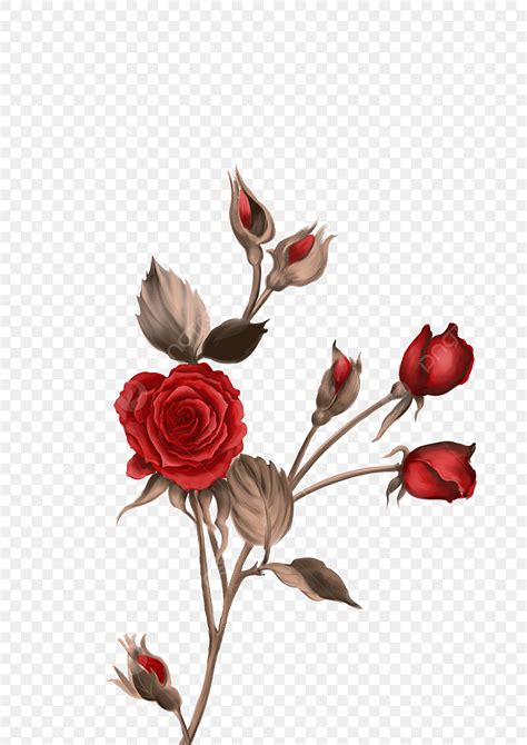 รูปดอกกุหลาบ Png ดอกกุหลาบ Png ปก ภาพประกอบเด็กภาพ Png สำหรับการ