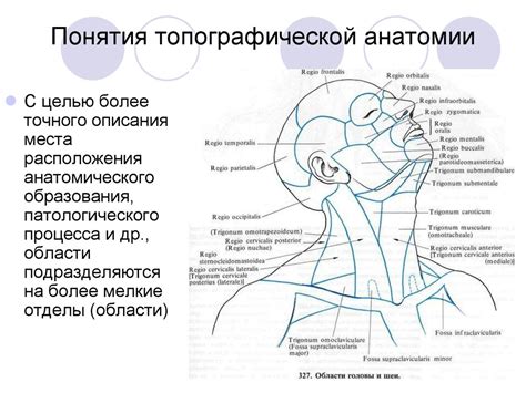 Топографическая анатомия и оперативная хирургия презентация онлайн