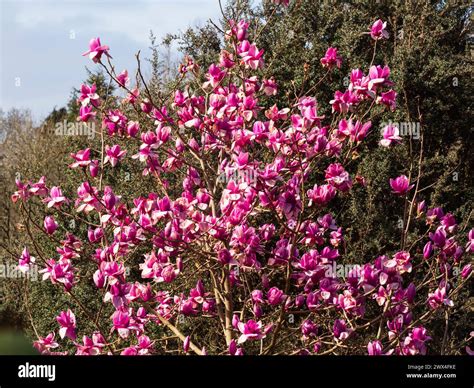 Red Pink Flowers Of The Early Spring Flowering Ornamental Deciduous