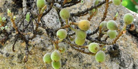 Ficus Sycomorus Tree Sa