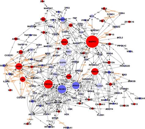 Network Representations Of The Differentially Expressed Genes Presented