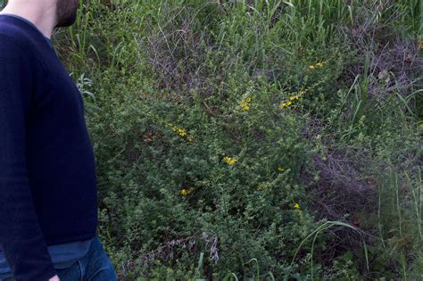 Deerweed — Guide To The San Marcos Foothills