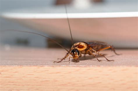 Household Pest Prevention Keep Cockroaches Out Hometeam Pest Defense