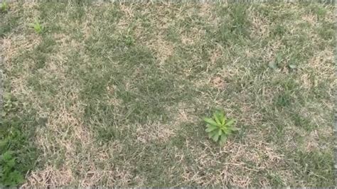 weed detection object detection dataset by paper data