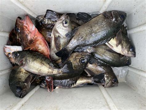 【舞子公園】エビ撒き釣り＆さぐり釣りの釣果 フィッシングマックス 関西の釣果大阪･神戸･和歌山の釣果情報