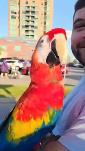 My Scarlett Macow [bhszbt Dcso]