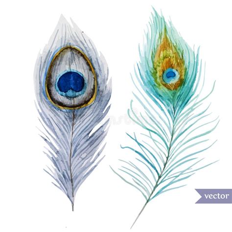 Peacock Feather Stock Vector Illustration Of Decoration 62385391
