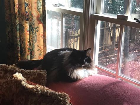 Ragdoll Cat Colors And Patterns
