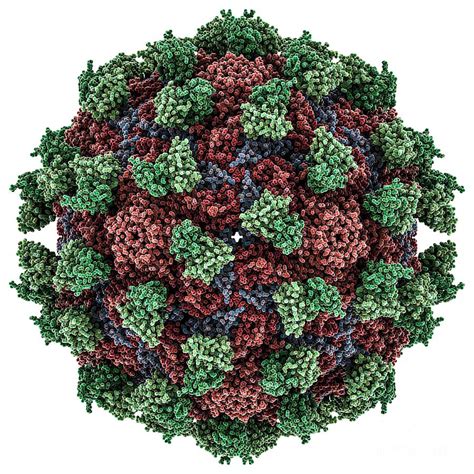 Enterovirus Capsid Complexed With Antibody Photograph By Laguna Design