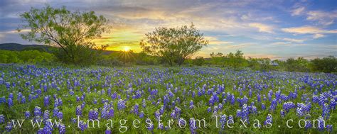Bluebonnet Sunset Panorama 410 1 Texas Hill Country Rob Greebon