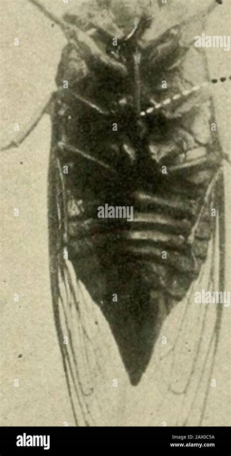 Insect Pests Of Farm Garden And Orchard Fig 18—1 Mouth Partsof