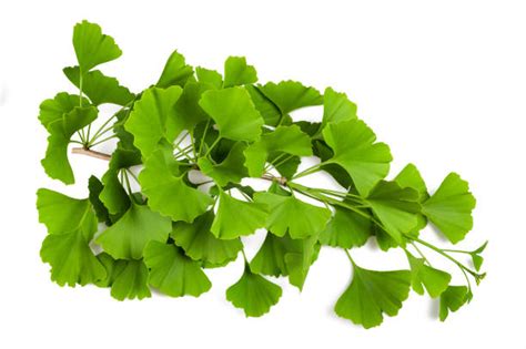 34 100 Ginkgo Fotos Fotografías De Stock Fotos E Imágenes Libres De