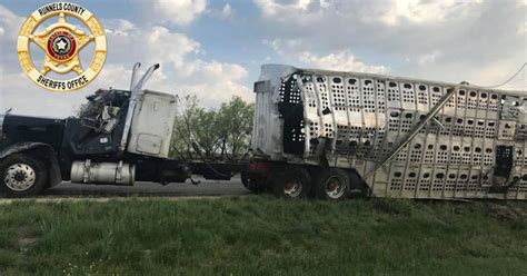Cattle Trailer Overturns And Kills Livestock In Runnels County
