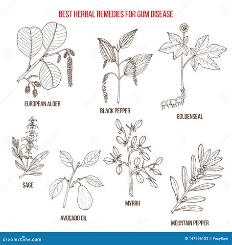 Best Herbal Remedies For Canker Sores Cartoon Vector Cartoondealer