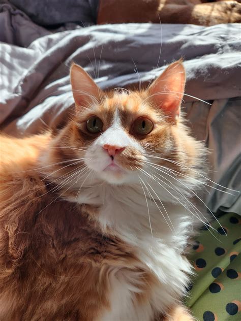 Tiny Head Meet Big Fireworks R Whiskerfireworks