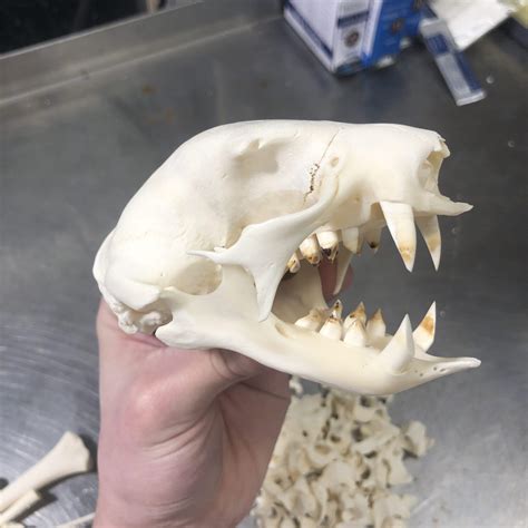 Two Toed Sloth Skull And Teeth Or Why You Should Be Careful With Them