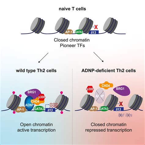 Neuroprotective Protein Adnp Dependent Histone Remodeling Complex