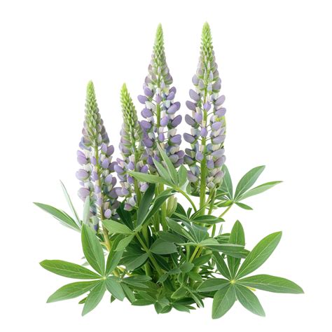 Lupine Flowers Isolated 49575514 Png