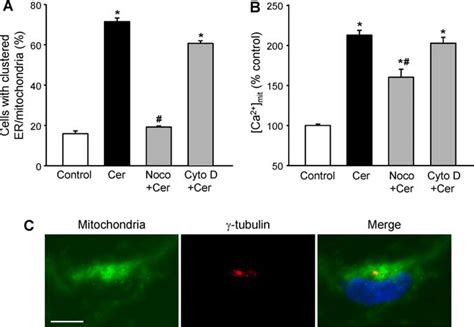 The Clustering Of Er And Mitochondria And The Increase In Ca 2 Mit