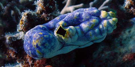 Sea Squirts Ascidians Australian Natural History Images By Christine Walsh