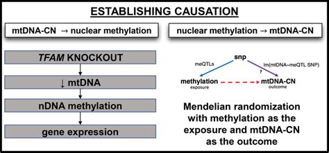 Methods Used To Establish Causation Download Scientific Diagram