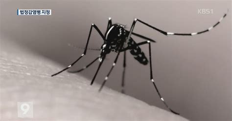 지카 바이러스 법정감염병 지정 일상 접촉 감염 안 돼