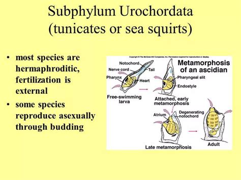 Chapter 1 Phylum Protochordatespptx