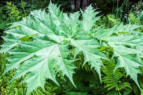 Heracleum Cow Parsnip Parsnip Green Large Leaves Of A Fast Growing Weed Stock Image Image