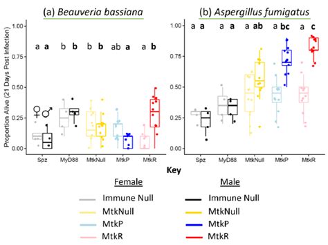 Side By Side Male And Female Fungal Spore Infections Demonstrate Key