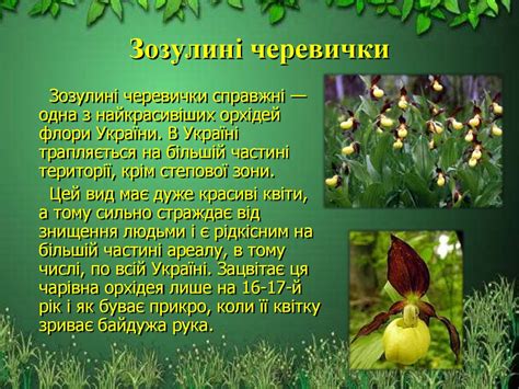 Рослини червоної книги України презентация онлайн