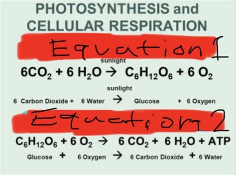 Bio Test Flashcards Quizlet