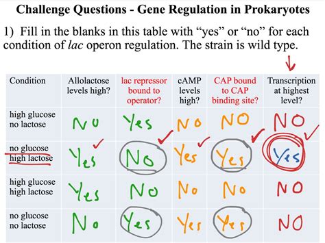 Lac Operon Diagram