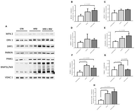 Mitochondrial Turnover And Dynamics Markers In Crude Liver