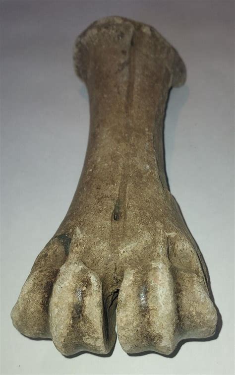 Bison Metacarpal Bone Fossil From Ice Age Pleistocene Era 4711501959
