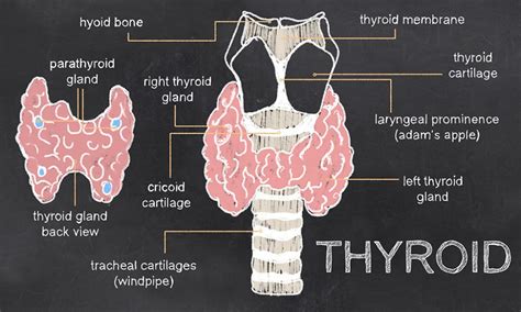 Common Thyroid Questions And Answers Thyroid Advisor